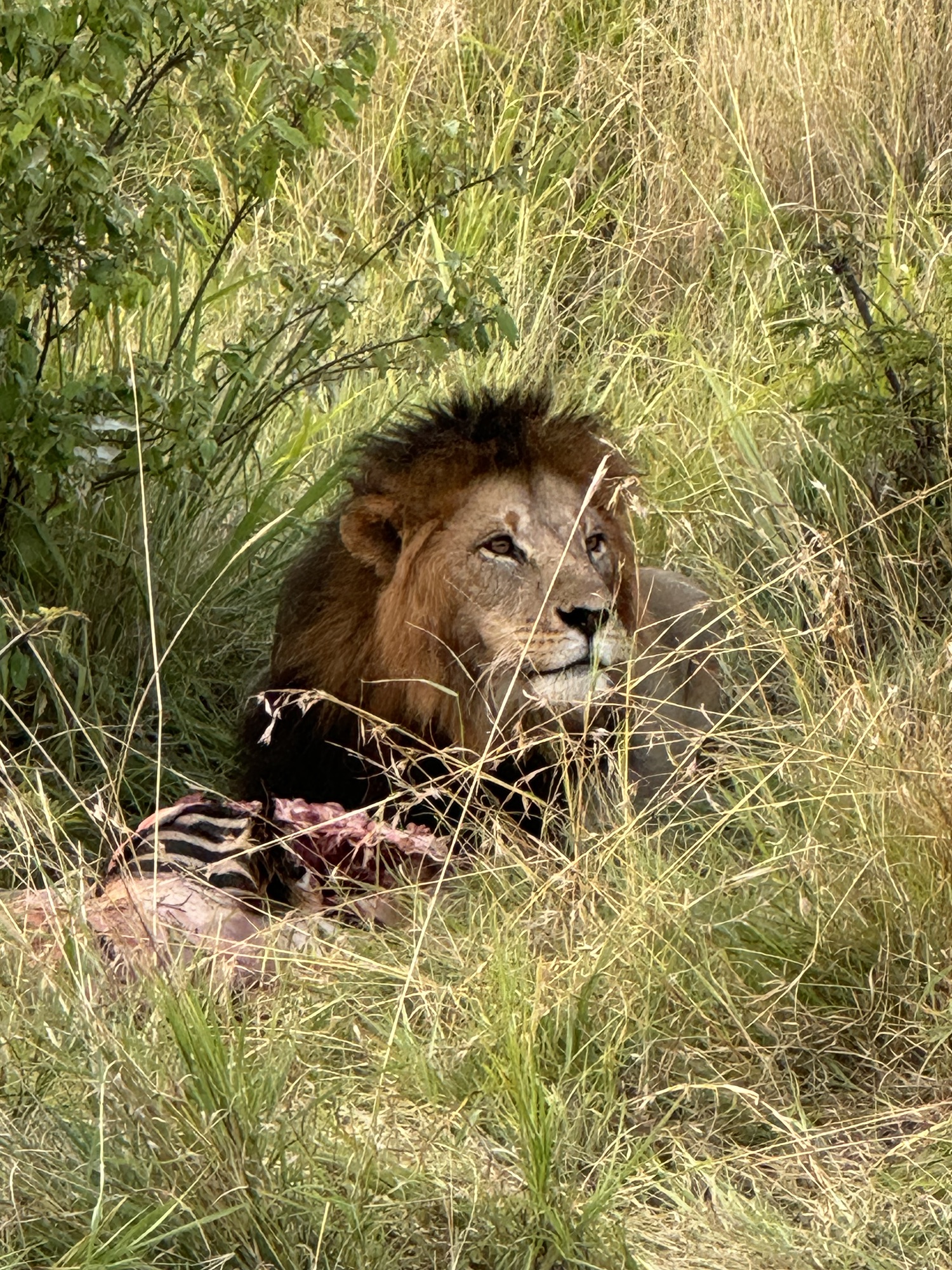 Loisaba Conservancy – Swiss Family Lang-Newkirk